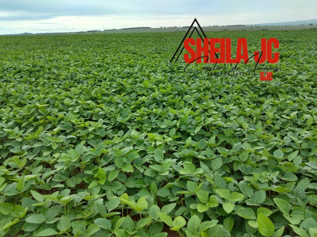 Fazenda à venda no bairro RURAL em Alto Piquiri/PR