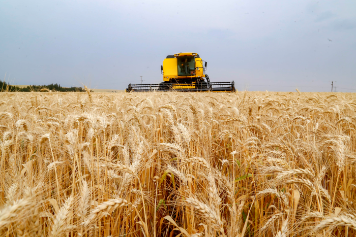 Conab anuncia R$ 67 milhões em apoio a produtores de trigo do RS e PR